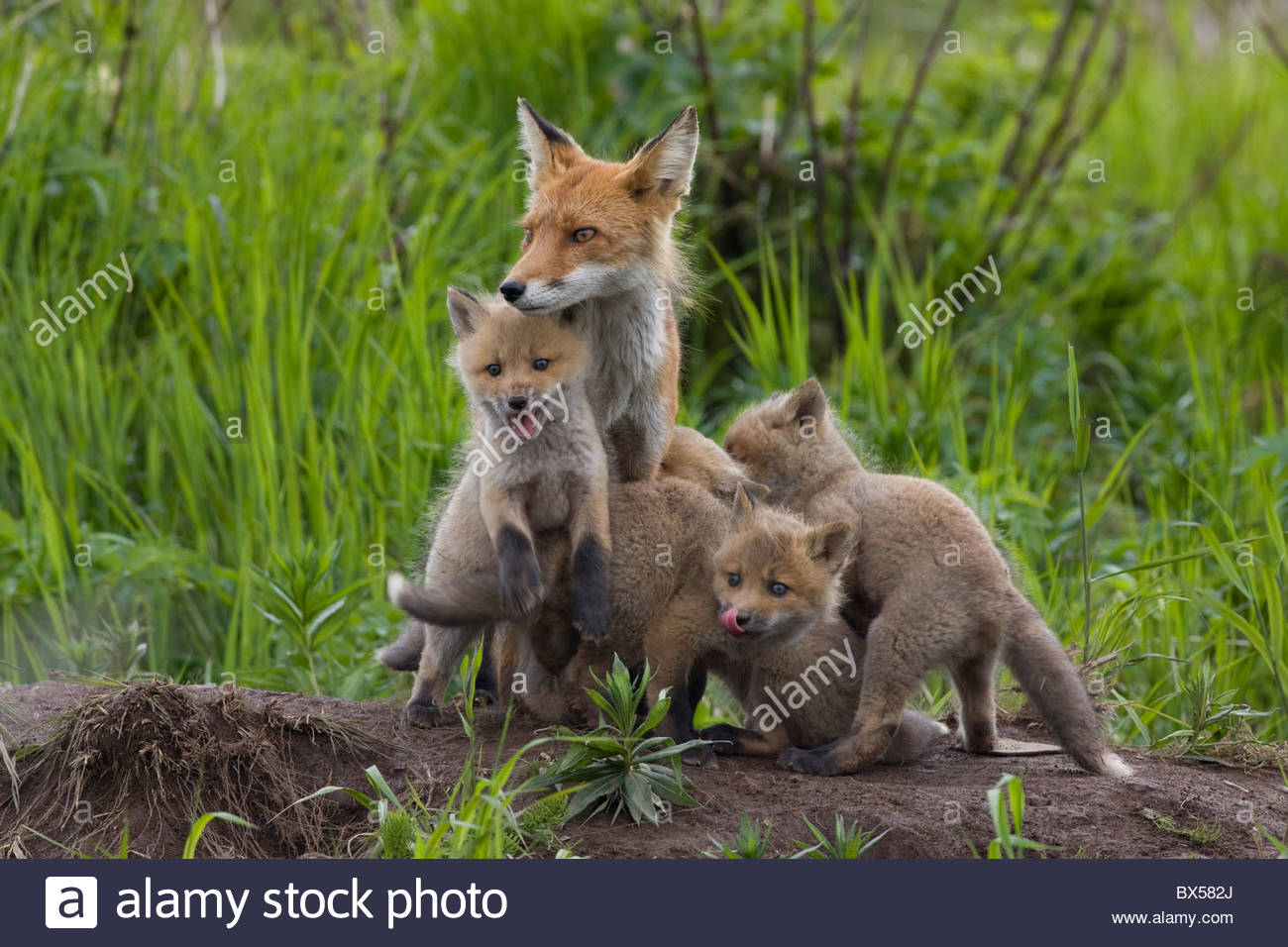 Fox Family Stockfotos & Fox Family Bilder - Alamy