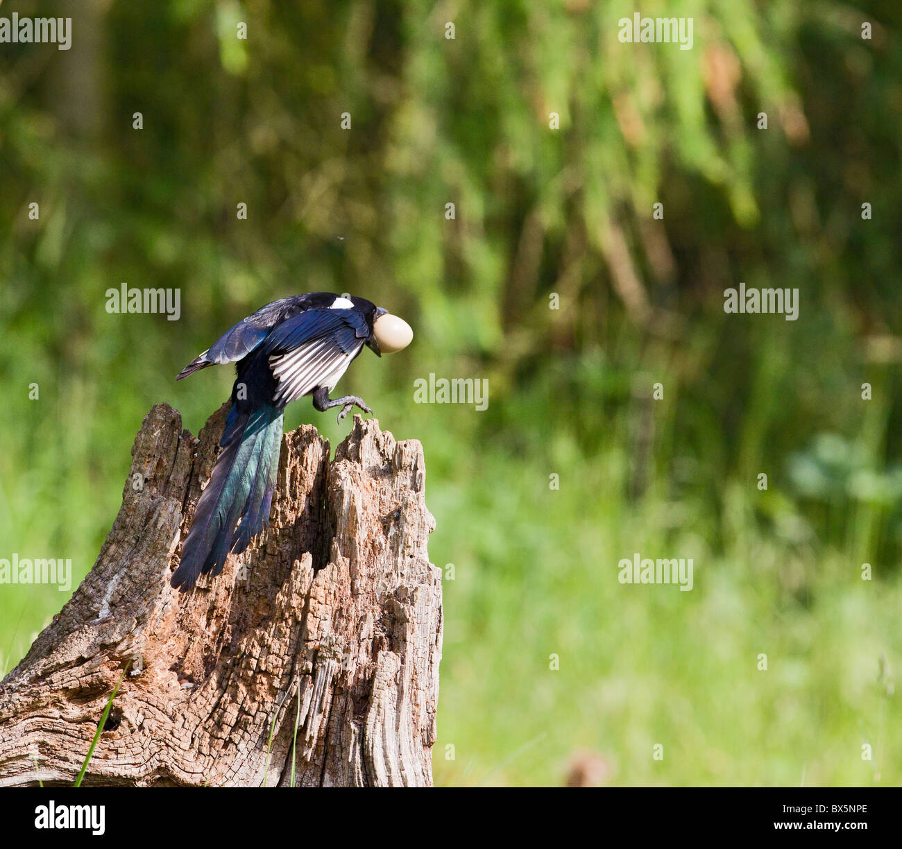 Elster flug -Fotos und -Bildmaterial in hoher Auflösung – Alamy