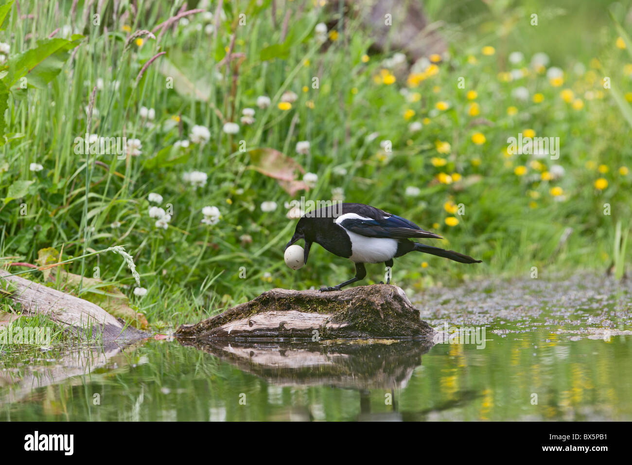 Egg thief -Fotos und -Bildmaterial in hoher Auflösung – Alamy