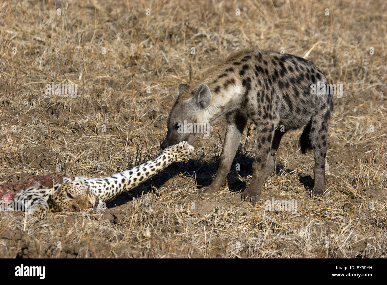 Hyäne mit Leopard kill Stockfotografie - Alamy