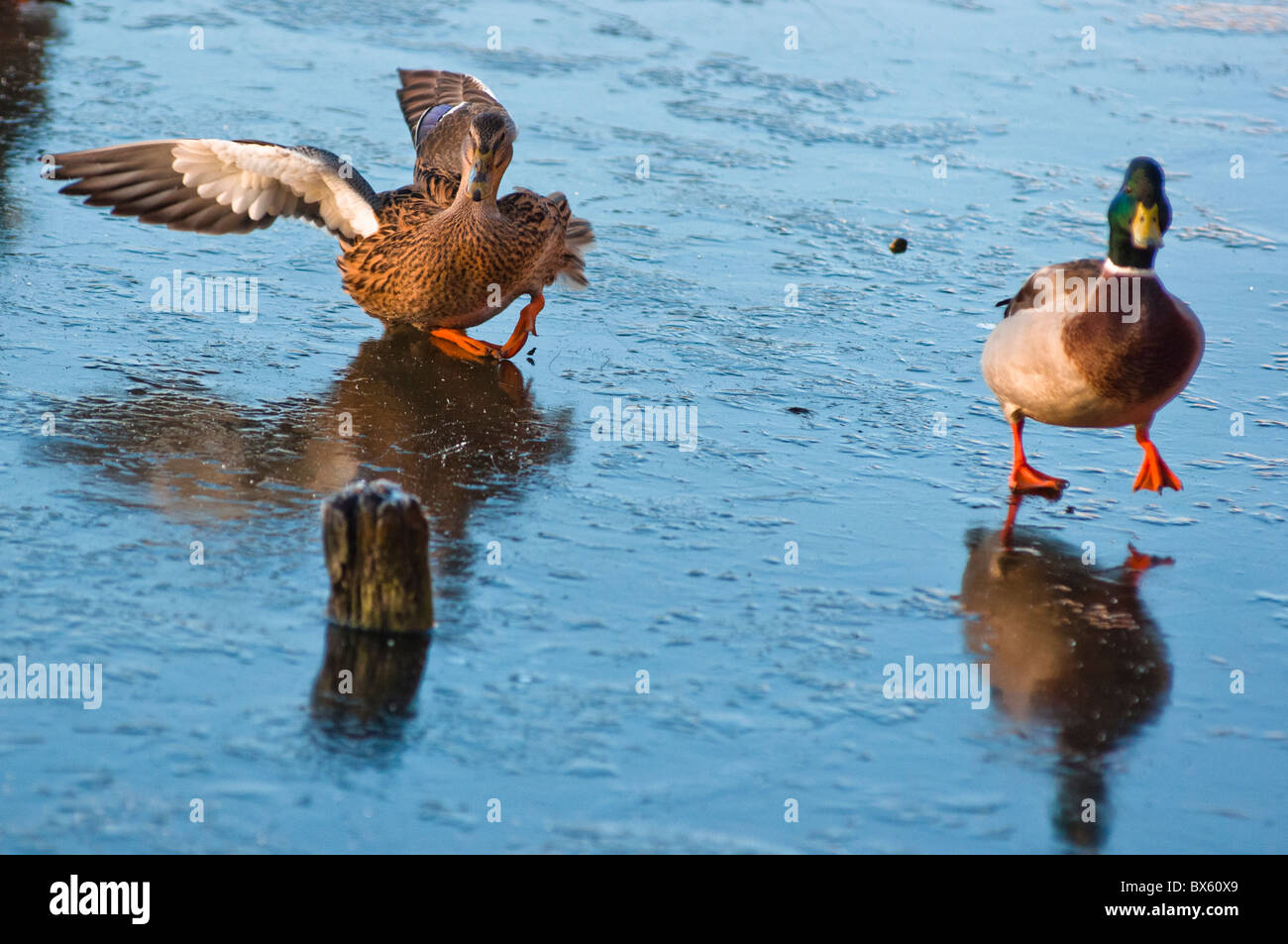 Enten Auf Dem Zugefrorenen See Stockfotos und -bilder Kaufen - Alamy