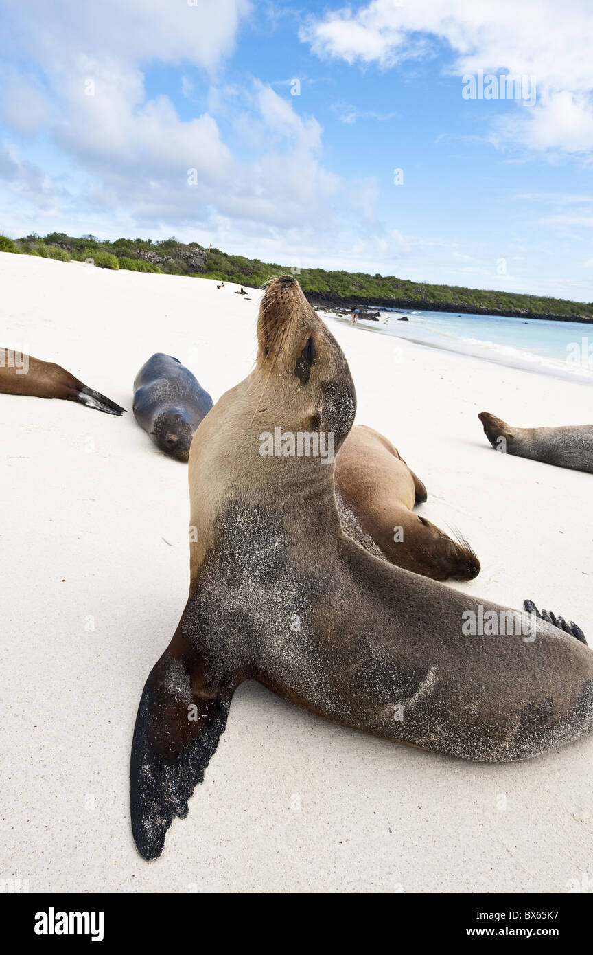 Galapagos-Seelöwen, Gardner Bay, Isla Espanola (Hood Island), Galapagos ...