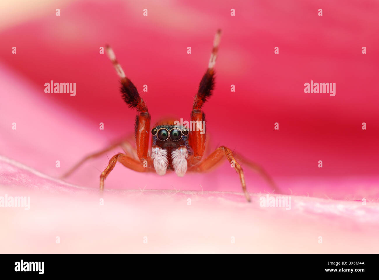 Blaue springspinne -Fotos und -Bildmaterial in hoher Auflösung – Alamy