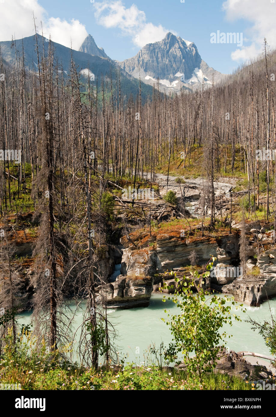 Fluss durch verbrannten wald -Fotos und -Bildmaterial in hoher ...