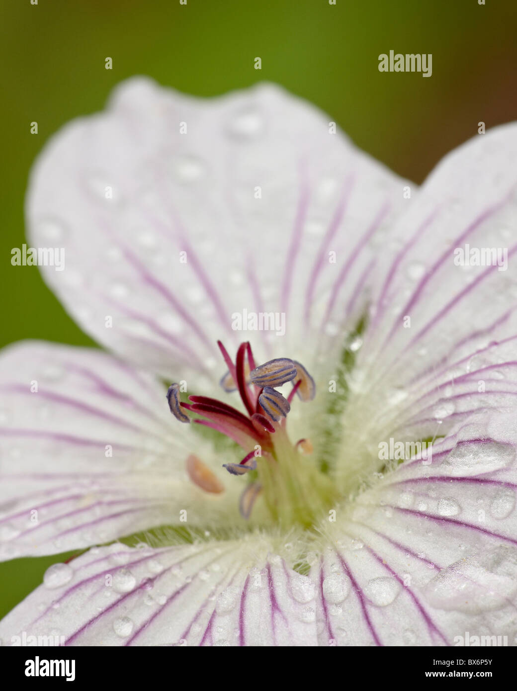 Richardsons Geranien (Geranium Richardsonii), Weston Pass, Hecht und ...