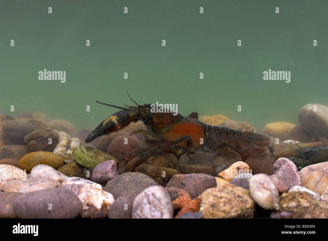 Amerikanischer signalkrebs -Fotos und -Bildmaterial in hoher Auflösung ...