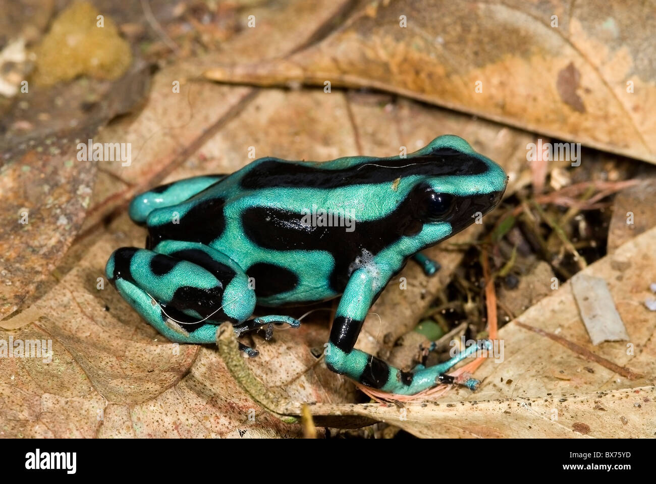 Frosch pfeilgiftfrosch dendrobates blattregenwald -Fotos und ...