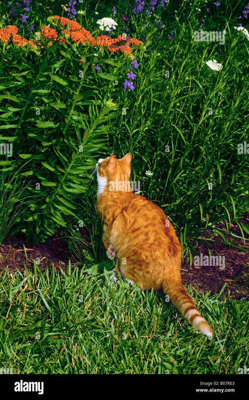 Tiger katze im garten -Fotos und -Bildmaterial in hoher Auflösung – Alamy