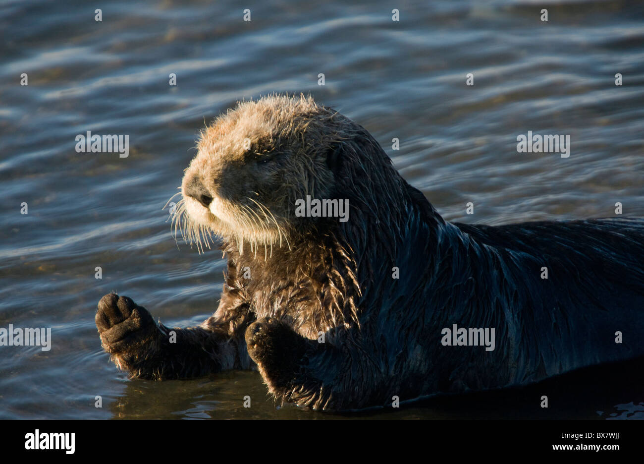 Clapping otter -Fotos und -Bildmaterial in hoher Auflösung – Alamy