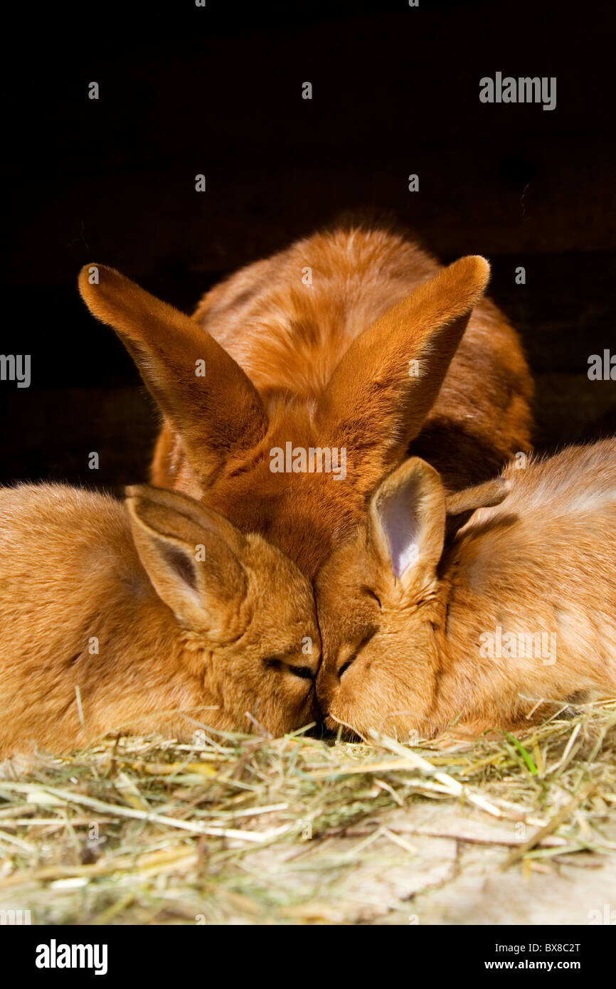 Baby rabbits -Fotos und -Bildmaterial in hoher Auflösung – Alamy