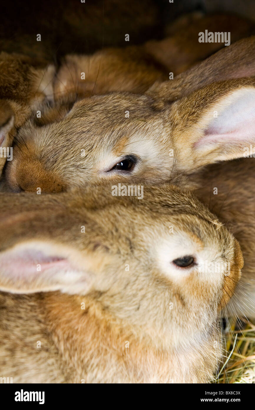 Baby rabbits -Fotos und -Bildmaterial in hoher Auflösung – Alamy