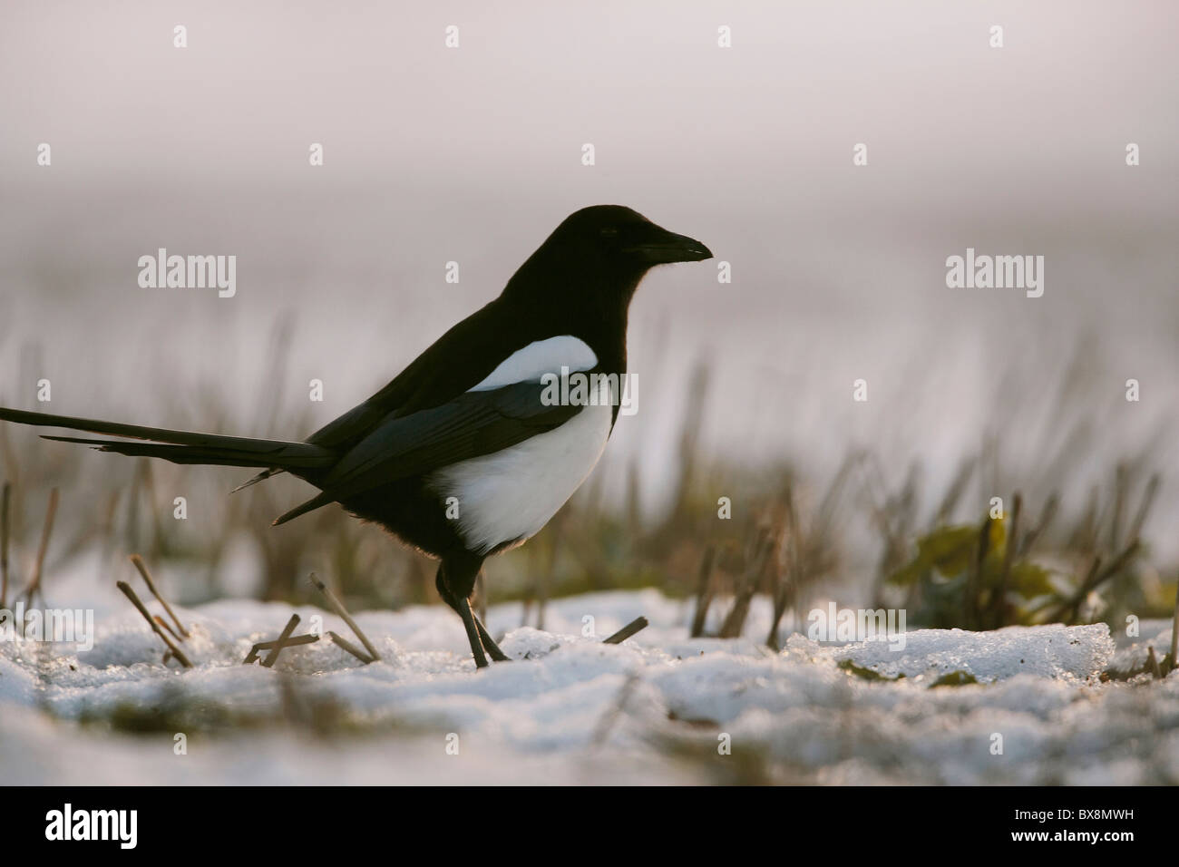 Elster uk vogel -Fotos und -Bildmaterial in hoher Auflösung – Alamy