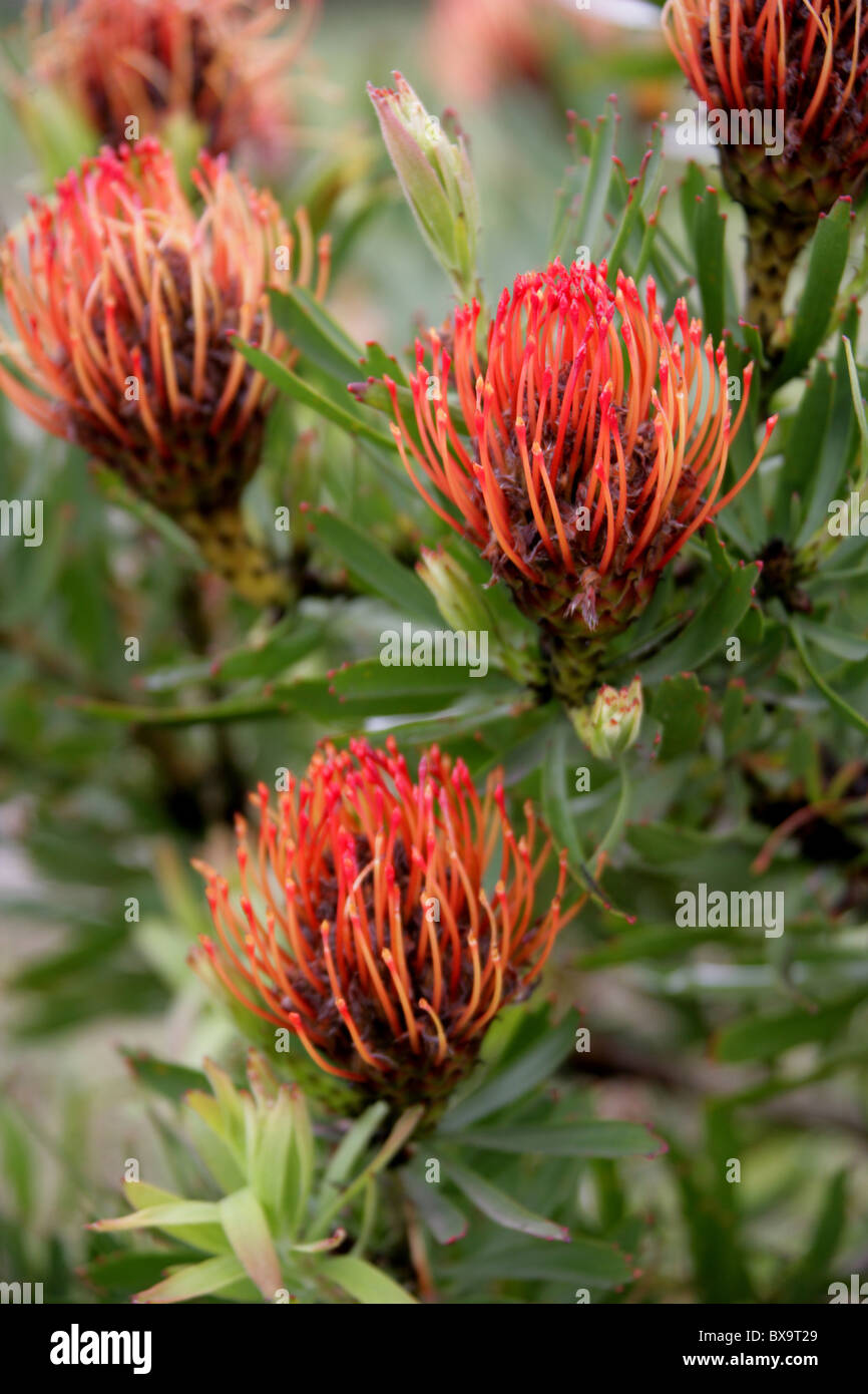 Protea protea sp -Fotos und -Bildmaterial in hoher Auflösung – Alamy