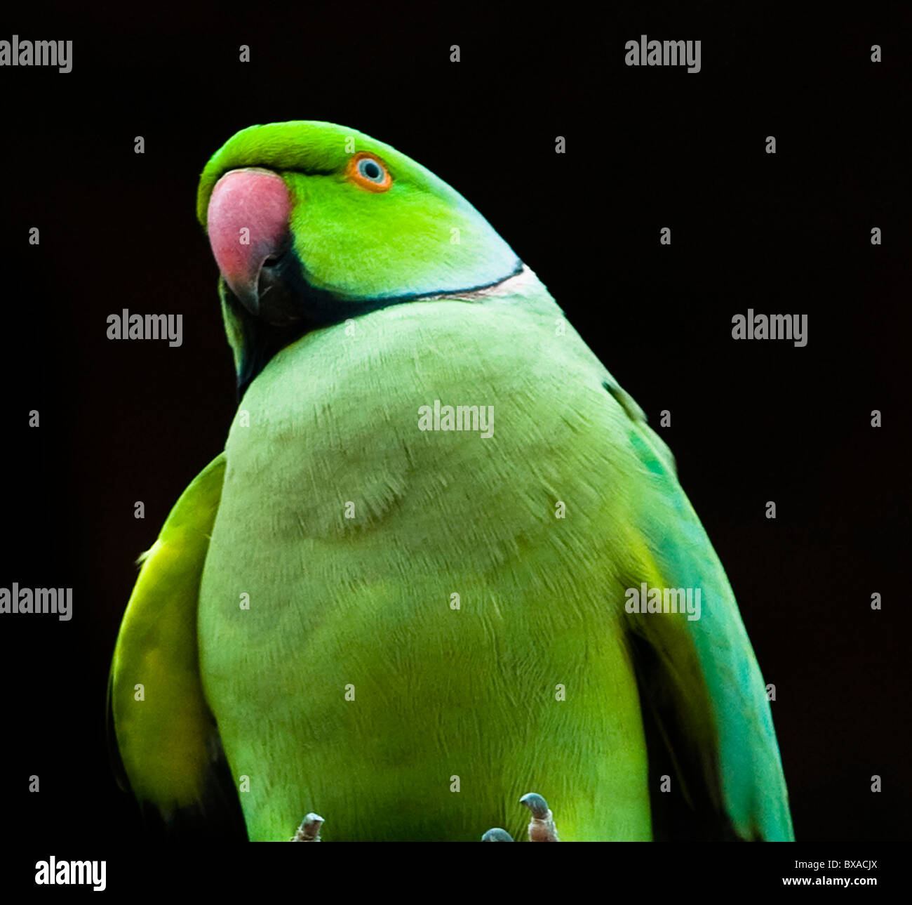 Indischer papagei -Fotos und -Bildmaterial in hoher Auflösung – Alamy