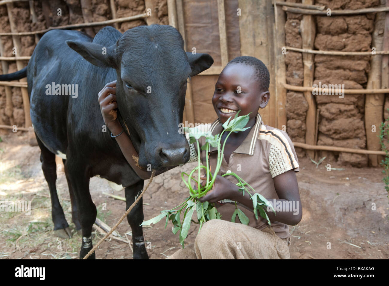 Kuh Kalb Matsch Stockfotos und -bilder Kaufen - Alamy