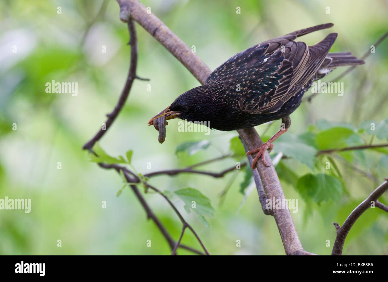 Birken essen -Fotos und -Bildmaterial in hoher Auflösung – Alamy