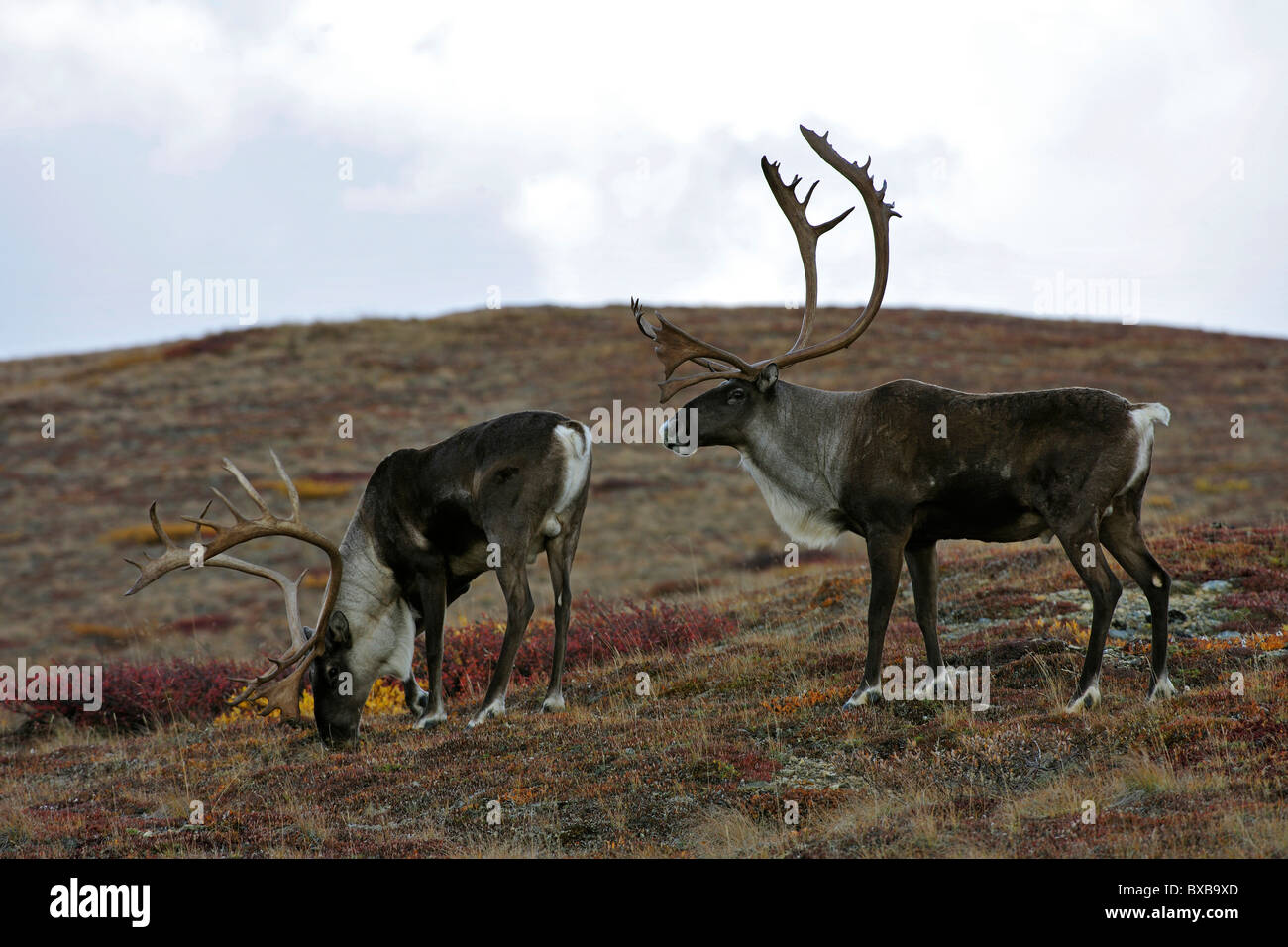 Rangifer tarandus stier -Fotos und -Bildmaterial in hoher Auflösung – Alamy