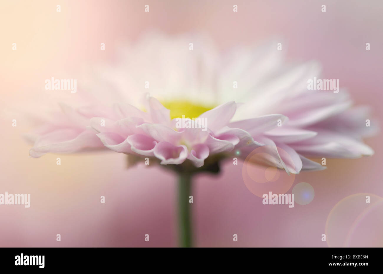 Eine einzelne Daisy Blume mit kreativen Len Flare - Sun Flare ...