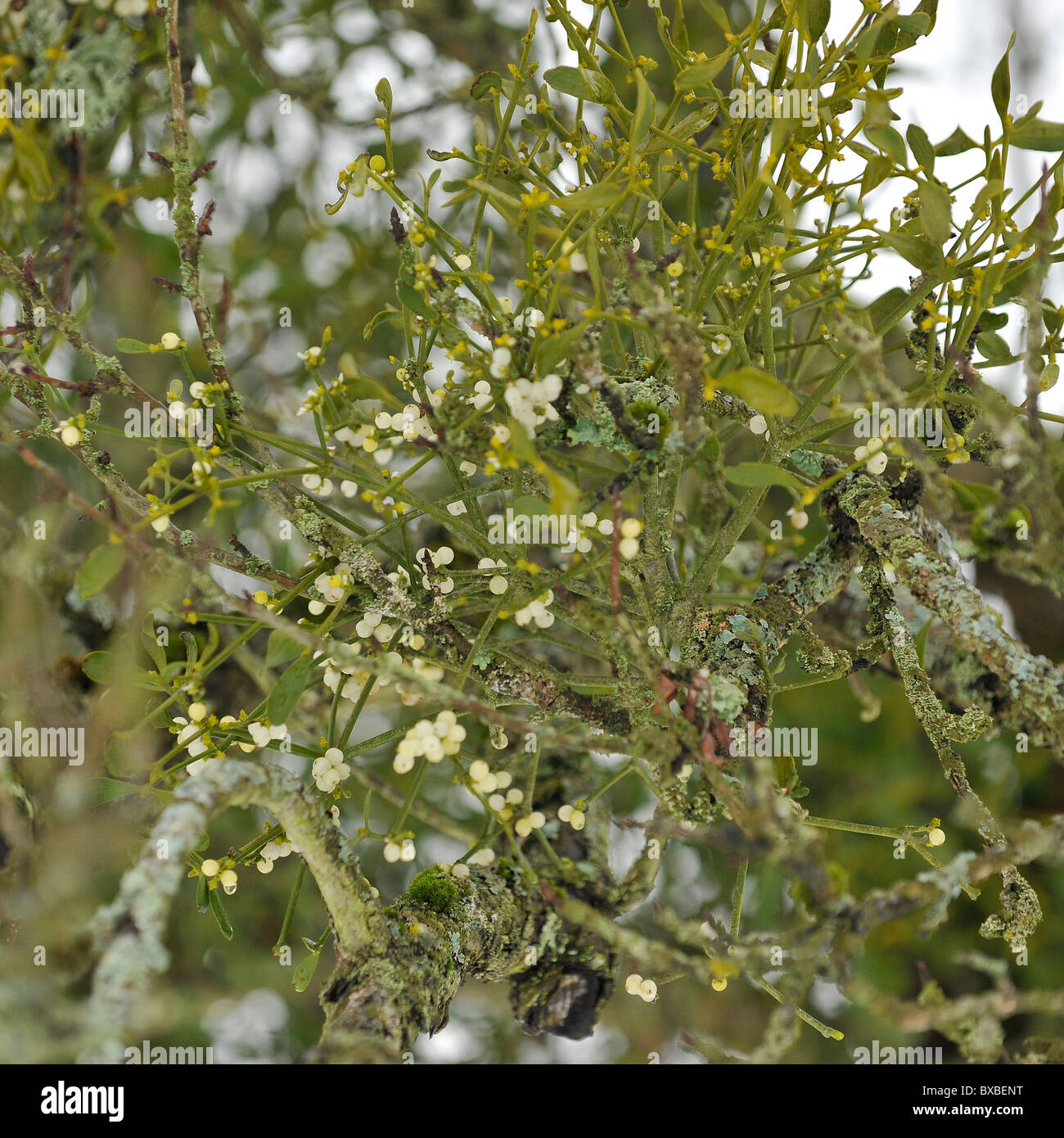 Mistel beren -Fotos und -Bildmaterial in hoher Auflösung – Alamy
