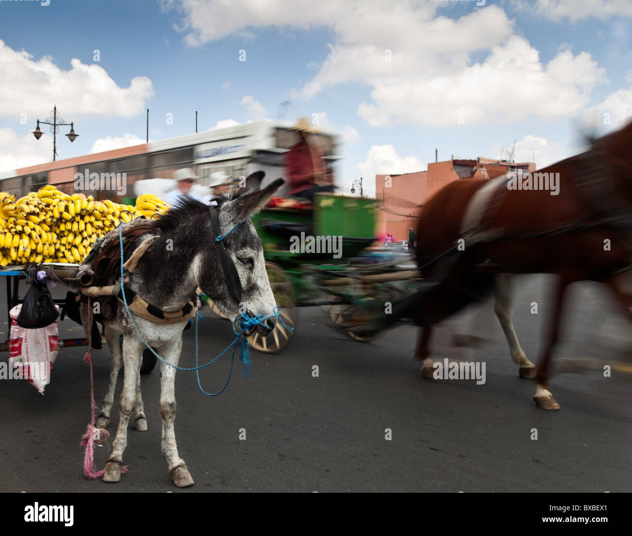 Esel mit kutsche -Fotos und -Bildmaterial in hoher Auflösung – Alamy
