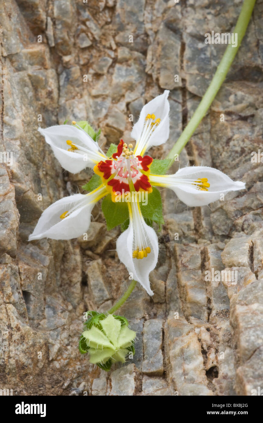 Loasa elongata ortiga plant -Fotos und -Bildmaterial in hoher Auflösung ...