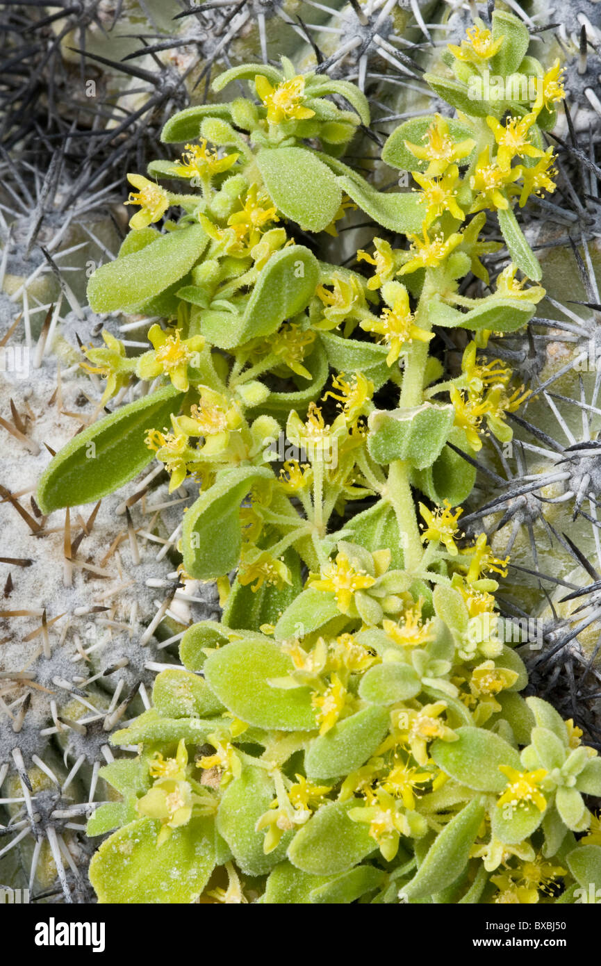 Tetragonia maritima -Fotos und -Bildmaterial in hoher Auflösung – Alamy