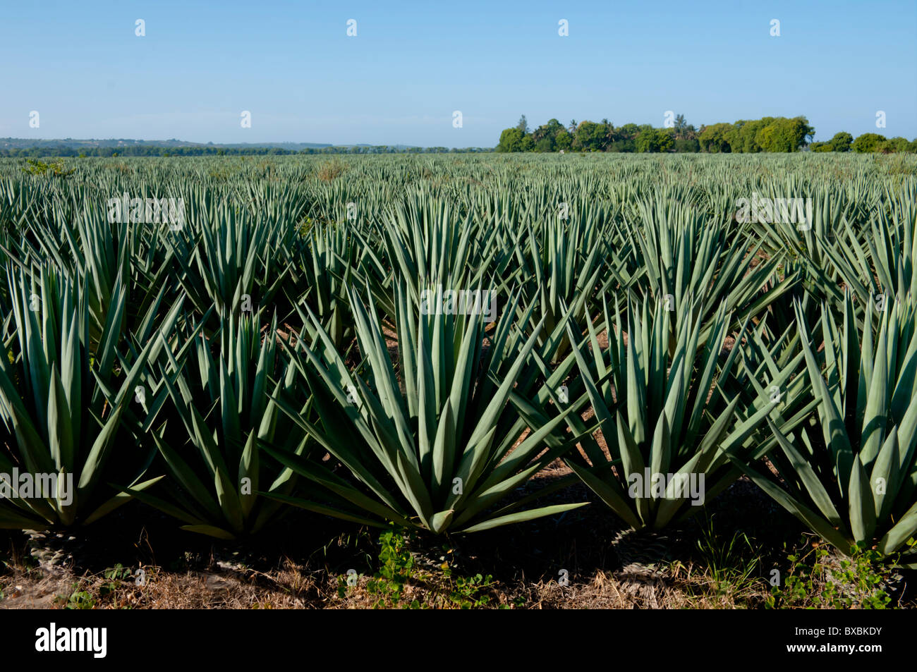 Sisal plantation kenya africa -Fotos und -Bildmaterial in hoher ...
