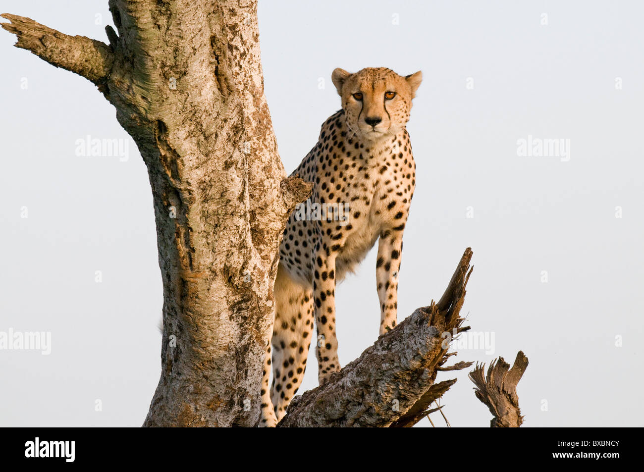 Gepard auf baum -Fotos und -Bildmaterial in hoher Auflösung – Alamy