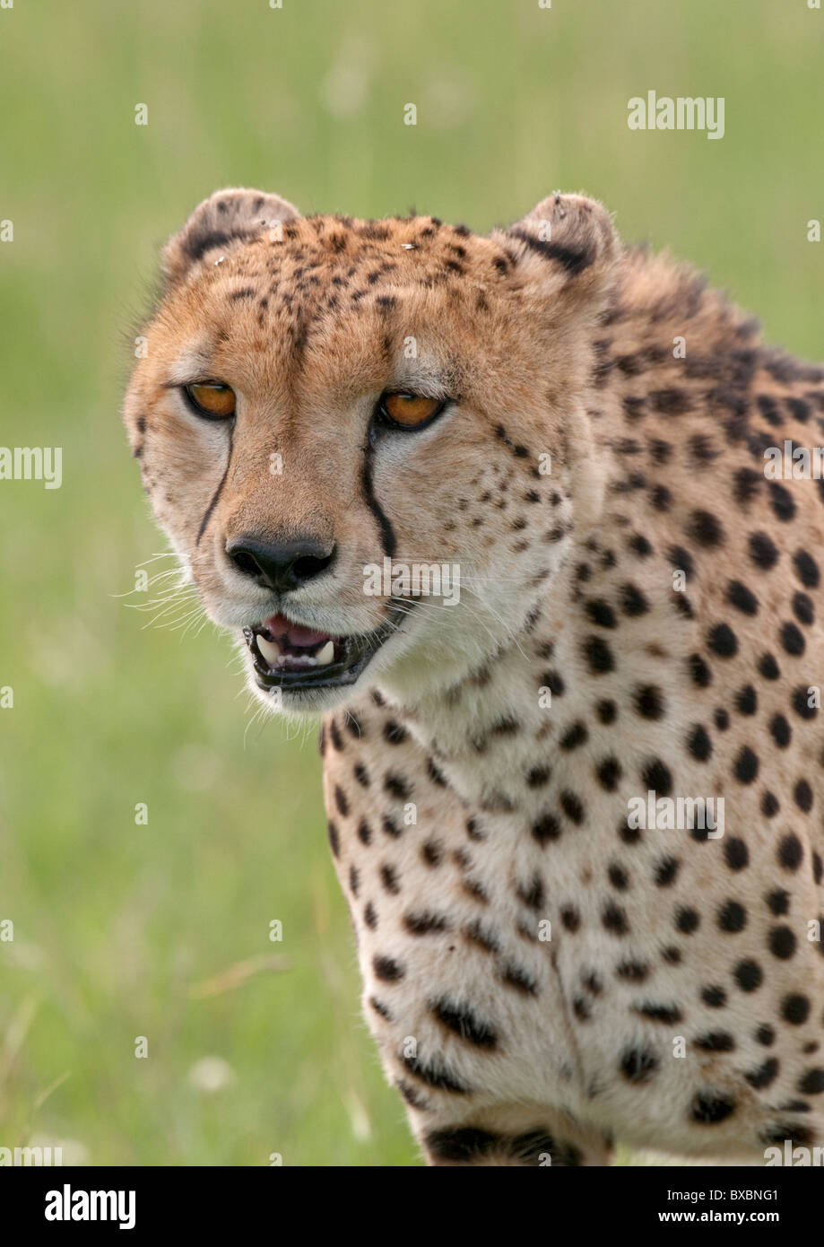 Gepard auf baum -Fotos und -Bildmaterial in hoher Auflösung – Alamy