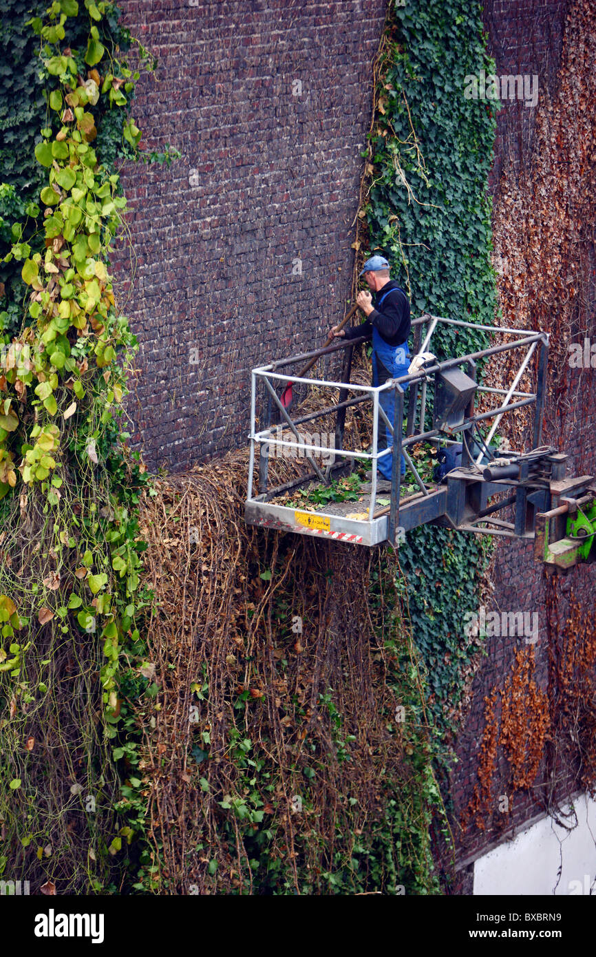 Efeu verkleidet wand -Fotos und -Bildmaterial in hoher Auflösung – Alamy