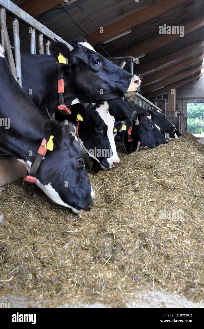 Schuppen heu -Fotos und -Bildmaterial in hoher Auflösung – Alamy