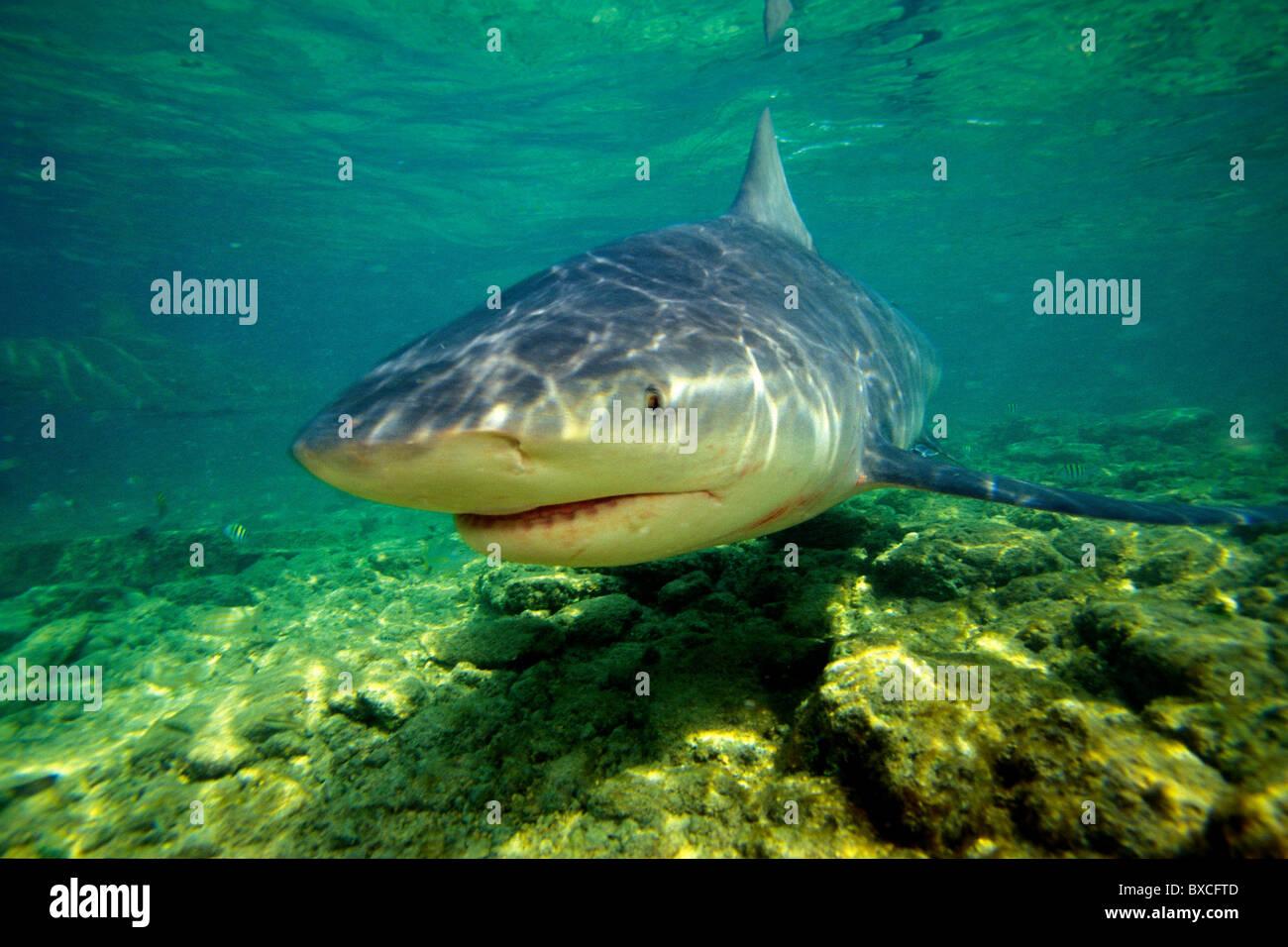 Bull shark bahamas -Fotos und -Bildmaterial in hoher Auflösung – Alamy
