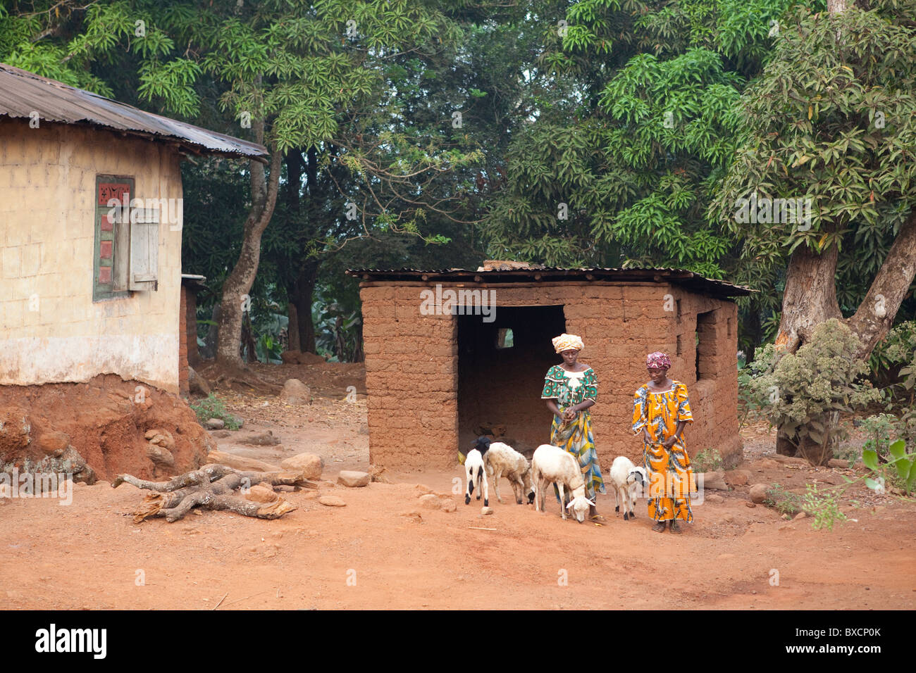 Frauen gehen mit ihren Schafen durch die Stadt Port Loko, Sierra Leone ...