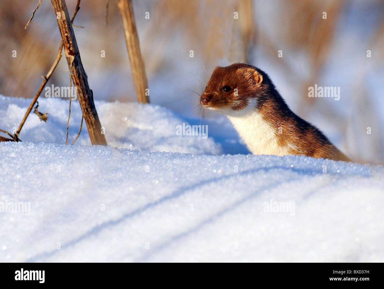 Wiesel am wenigsten -Fotos und -Bildmaterial in hoher Auflösung – Alamy