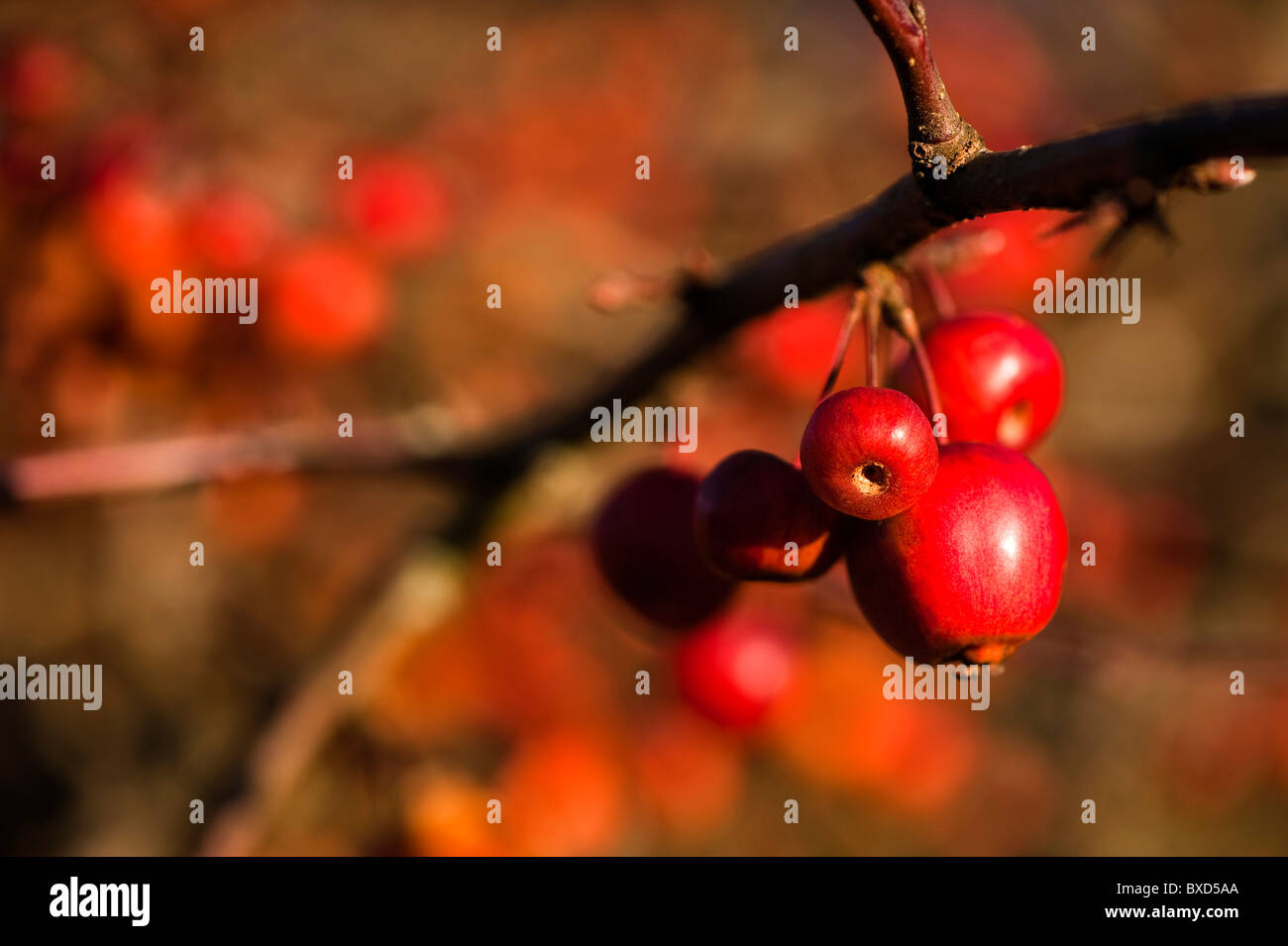 Malus 'Evereste', Crab Apple Tree in Frucht im November Stockfotografie ...