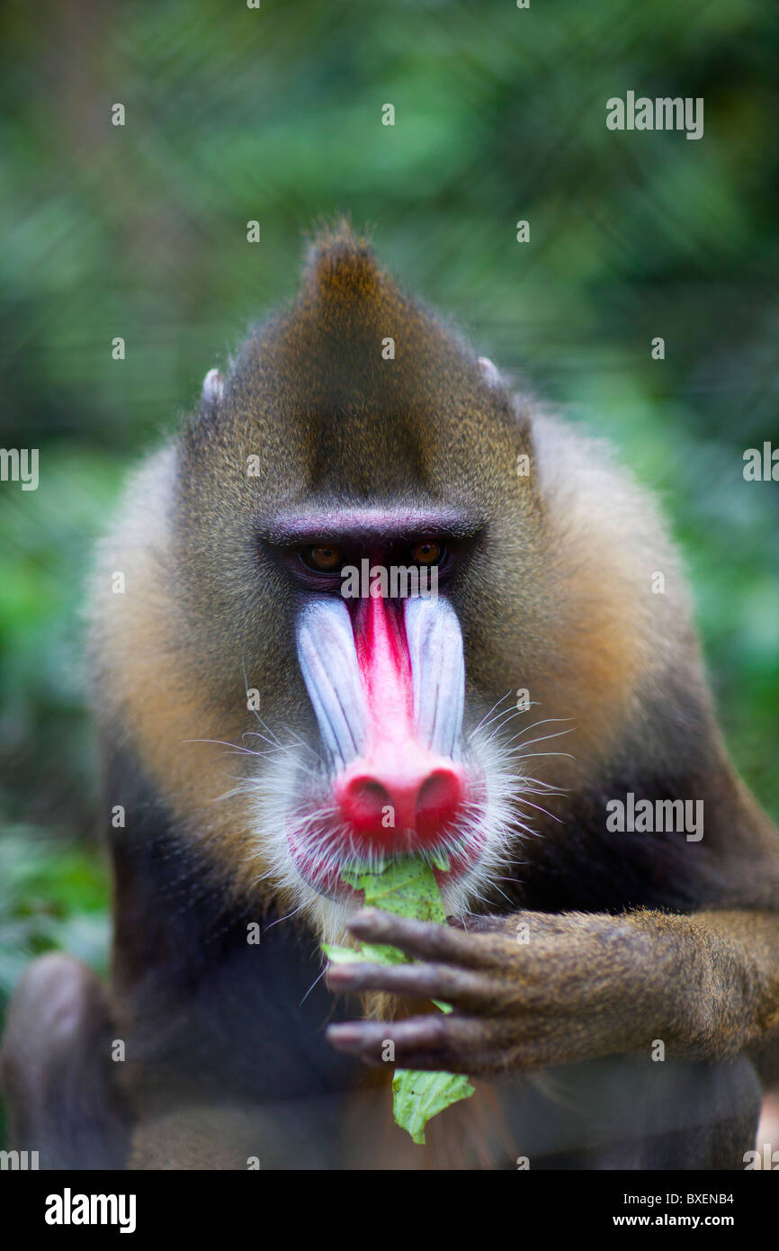 Mandrill affe -Fotos und -Bildmaterial in hoher Auflösung – Alamy