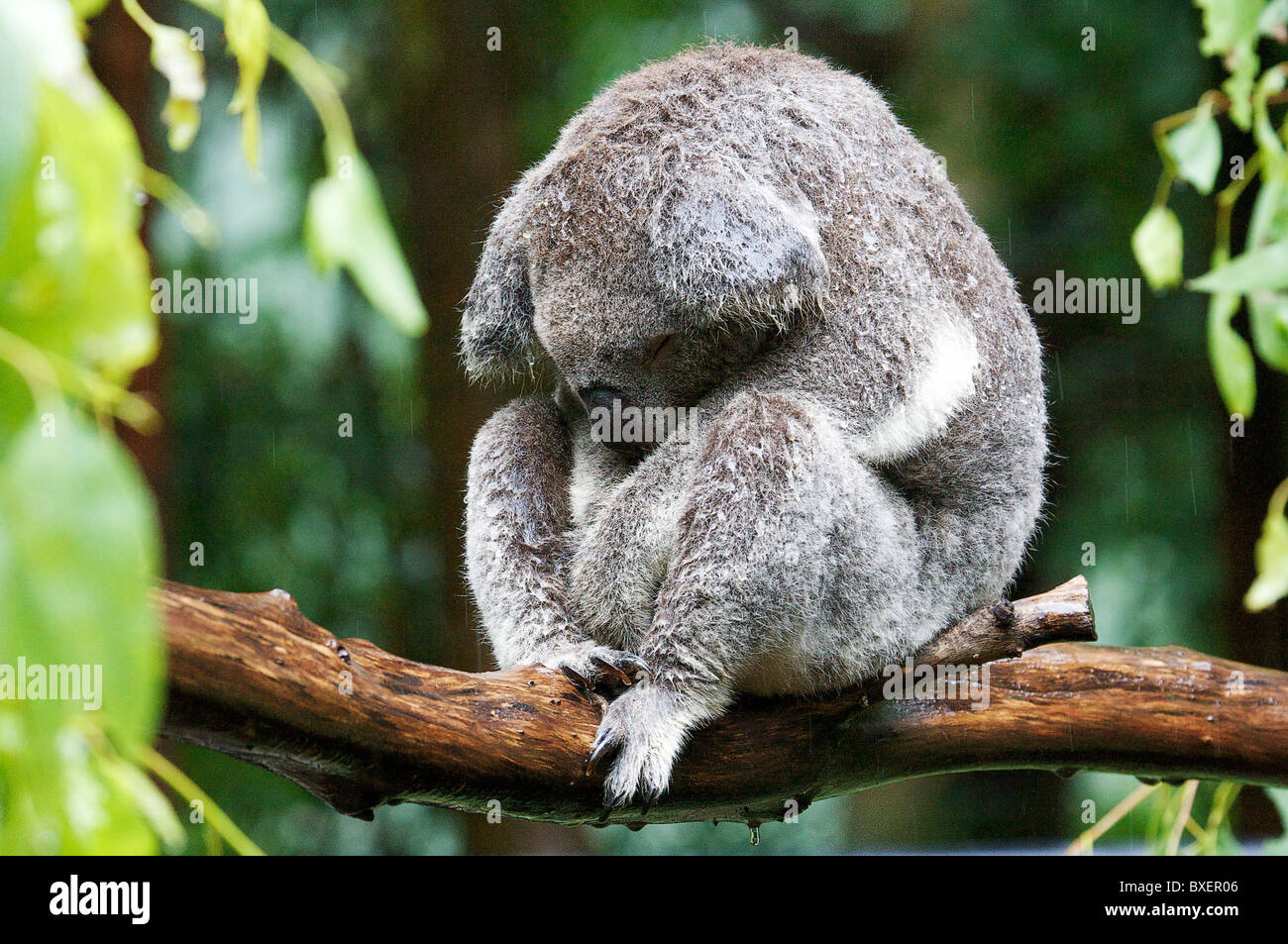 Nasser koala -Fotos und -Bildmaterial in hoher Auflösung – Alamy