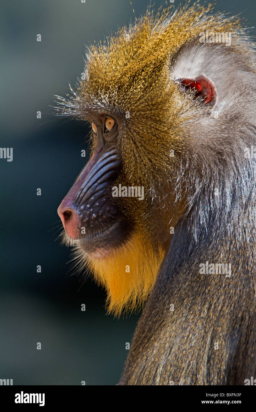 Mandrill affe -Fotos und -Bildmaterial in hoher Auflösung – Alamy