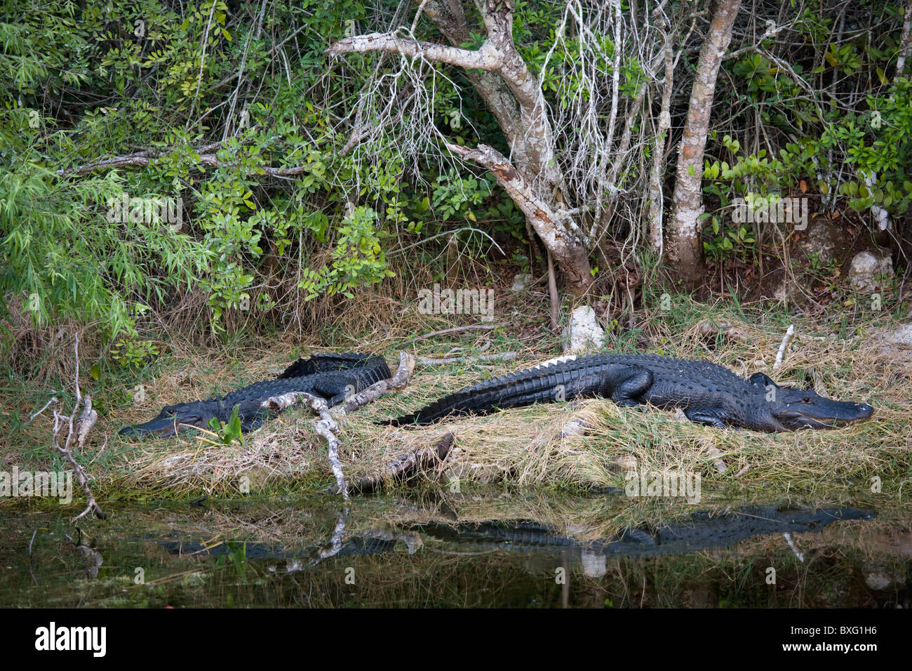 Ruhende alligatoren -Fotos und -Bildmaterial in hoher Auflösung – Alamy