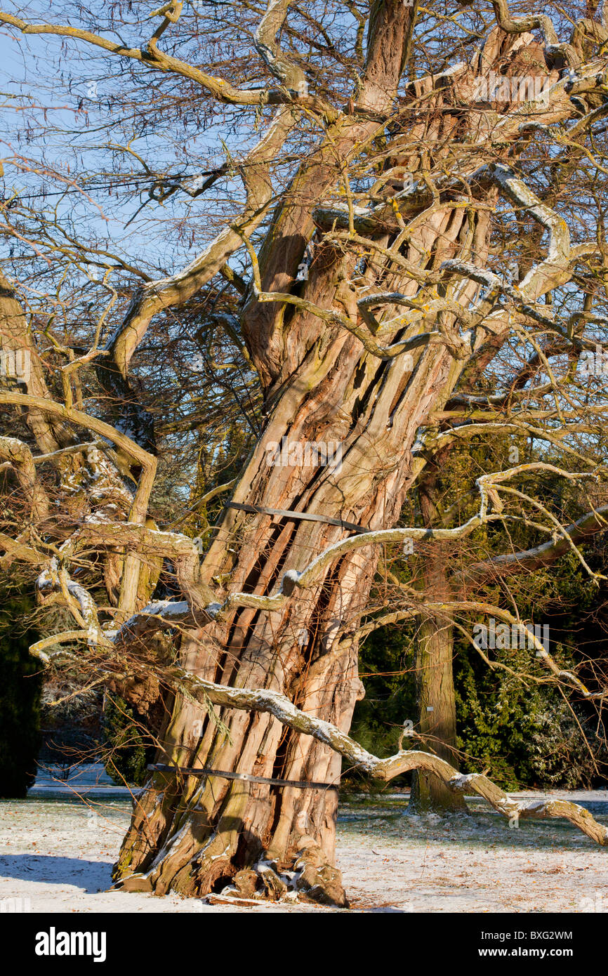 Uralte Robinie, Robinia Pseudacacia, im Schnee, Kew Gardens ...