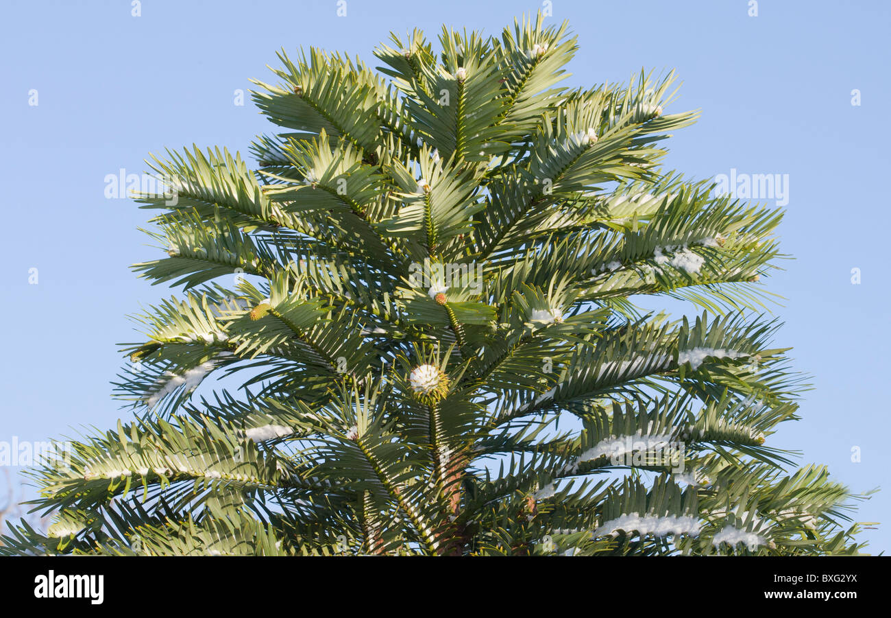 Wollemi Pine-Wollemia Nobilis, vom Wollemi Nationalpark in New South ...