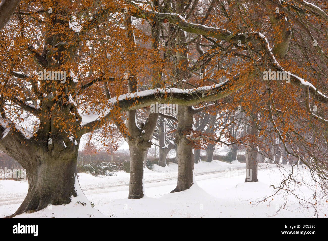 Alten Pollard Beech Avenue an der Kingston Lacey, Wimborne im schweren ...