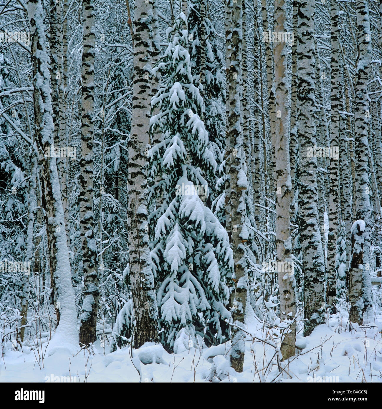 Wald borealer sibirien -Fotos und -Bildmaterial in hoher Auflösung – Alamy