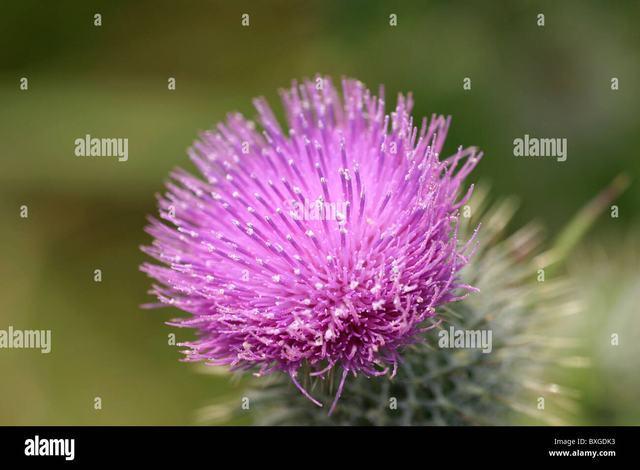 Disteln im sonnenschein -Fotos und -Bildmaterial in hoher Auflösung – Alamy