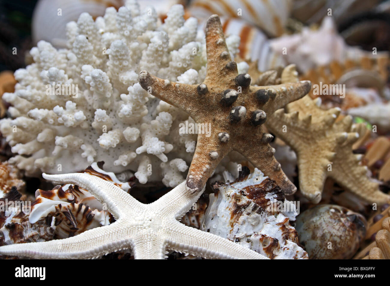 Exotische souvenirs -Fotos und -Bildmaterial in hoher Auflösung – Alamy