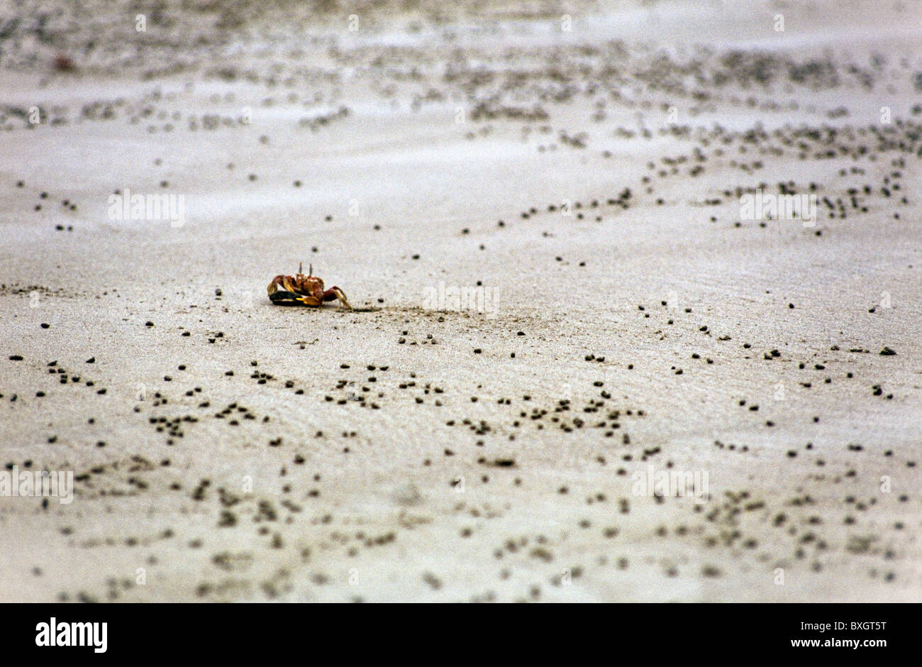 Costa Rica, Krabben am Strand, abzuwerfen, Arthropoda, Crustaceae ...