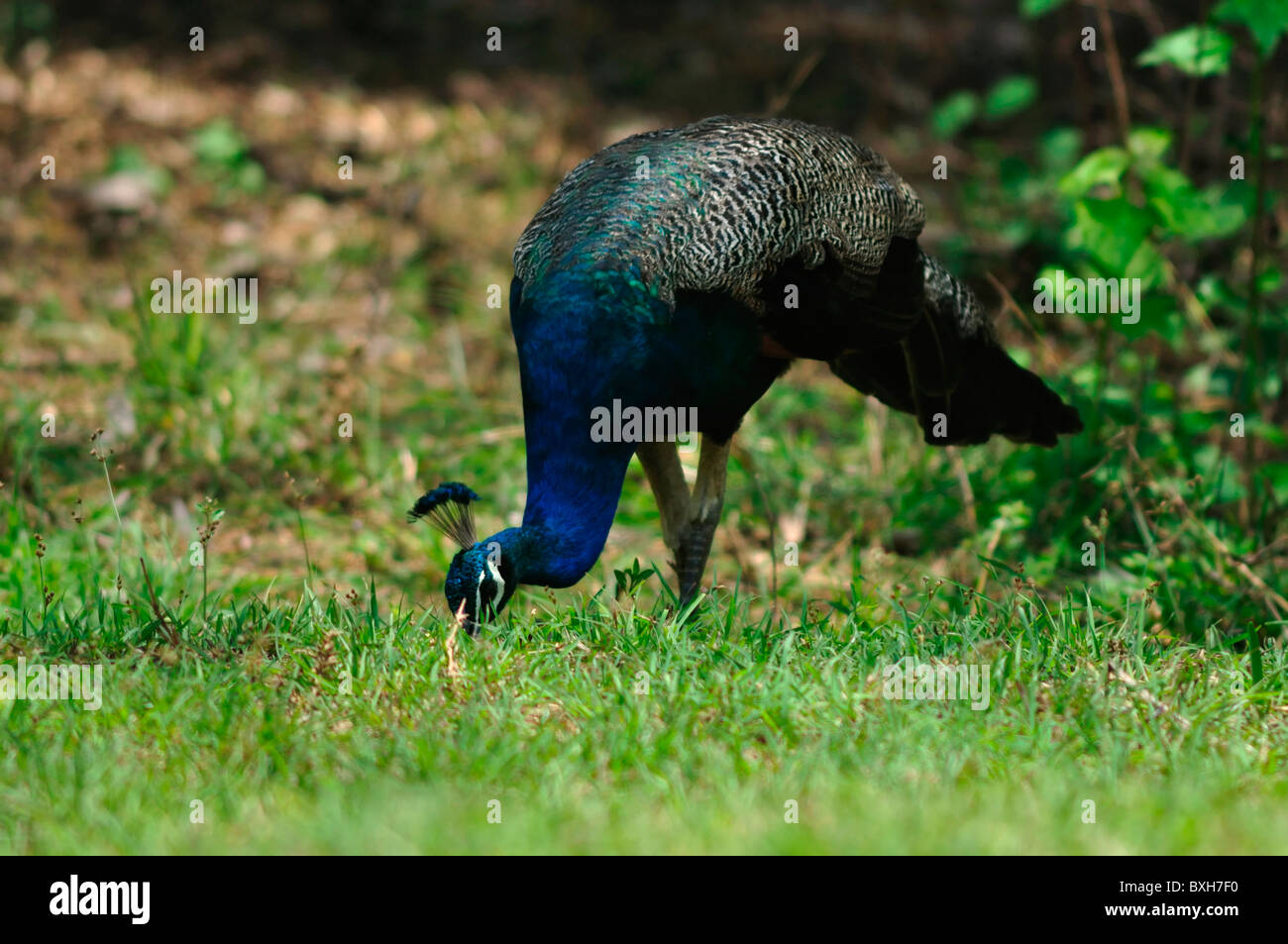 Pfau vogel stock fotos -Fotos und -Bildmaterial in hoher Auflösung – Alamy