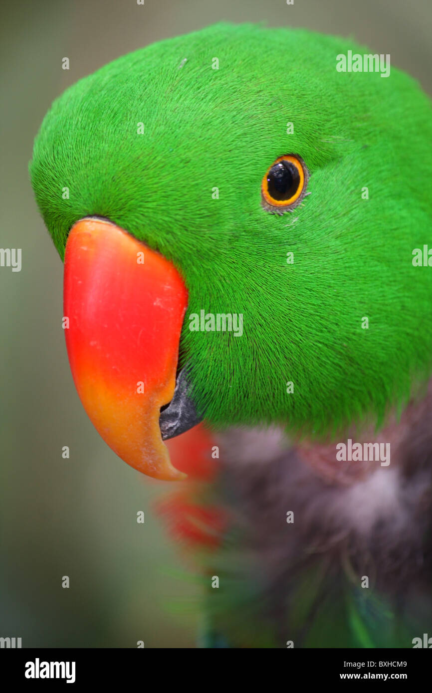 Electus papagei -Fotos und -Bildmaterial in hoher Auflösung – Alamy