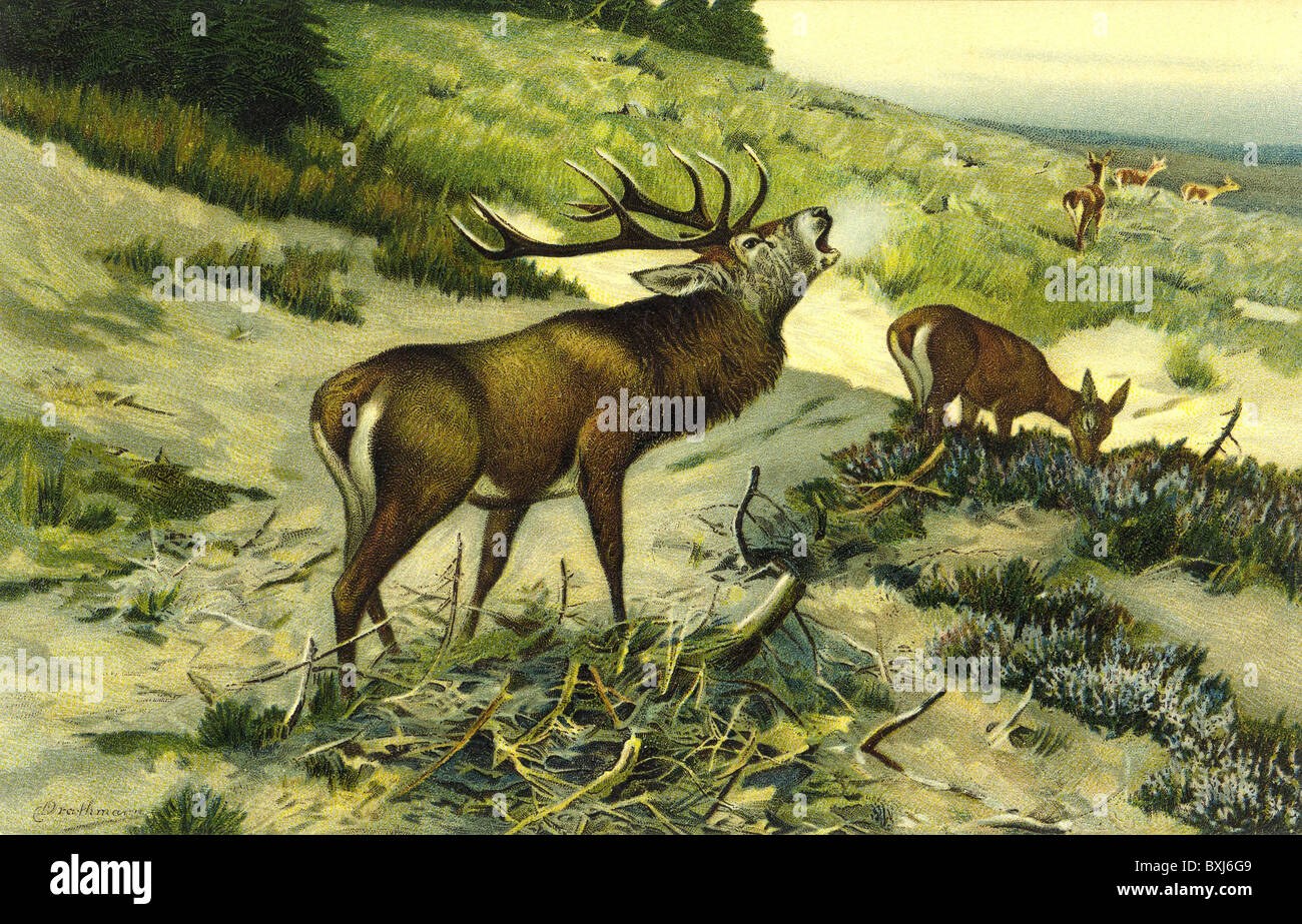 Deer Painting Stockfotos & Deer Painting Bilder - Alamy