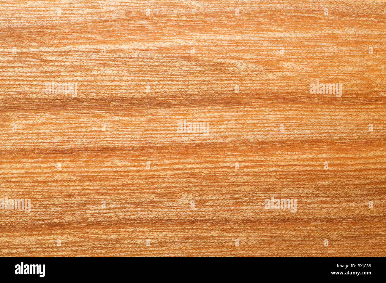 Ulmengewaechse ulmaceae -Fotos und -Bildmaterial in hoher Auflösung – Alamy